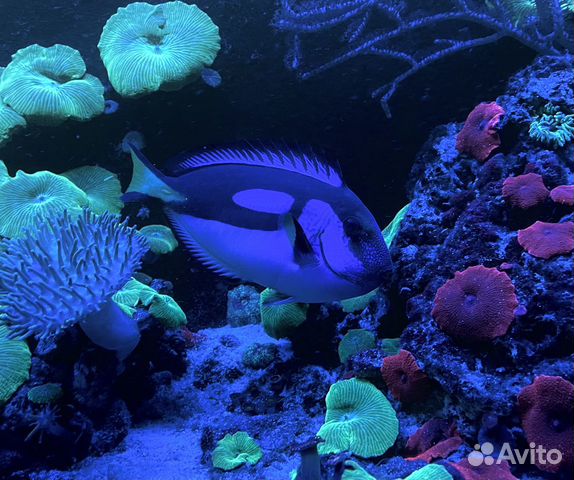 Рыбка Хирург hepatus голубой (королевский) 12 см