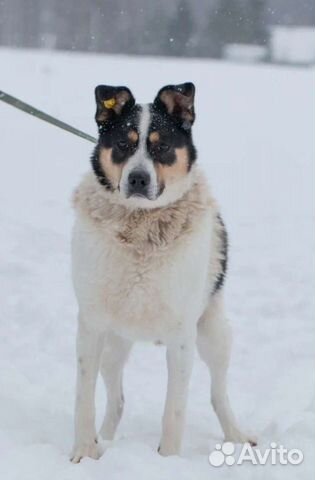 Охранник Бим в надёжные руки