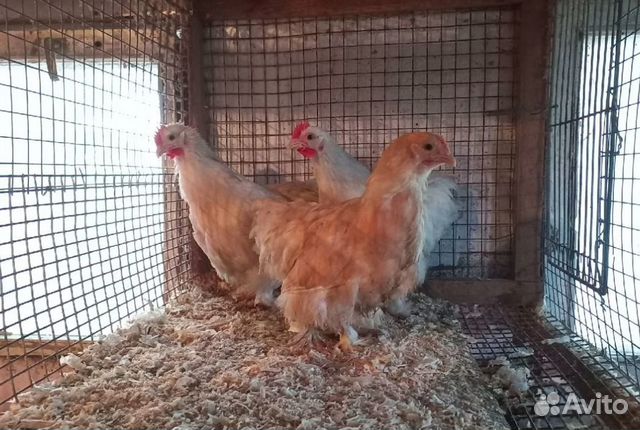 Куры несушки кохинхины