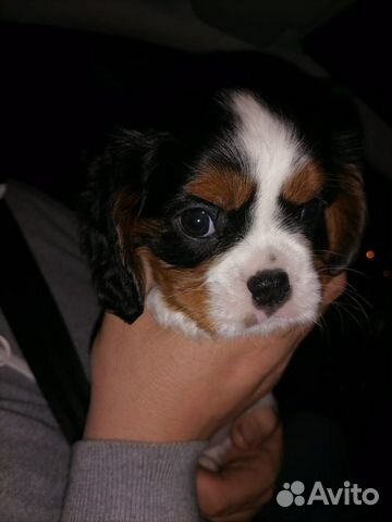 Ковалер Кинг чарльз спаниель