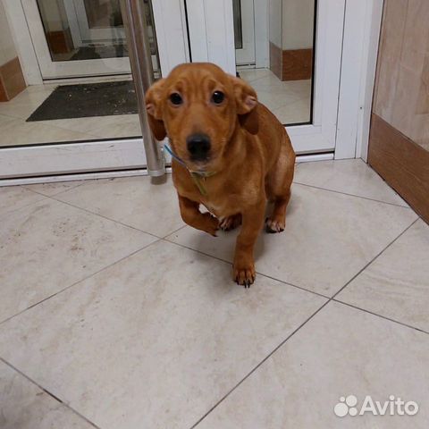 Малыш такса ищет самую лучшую семью