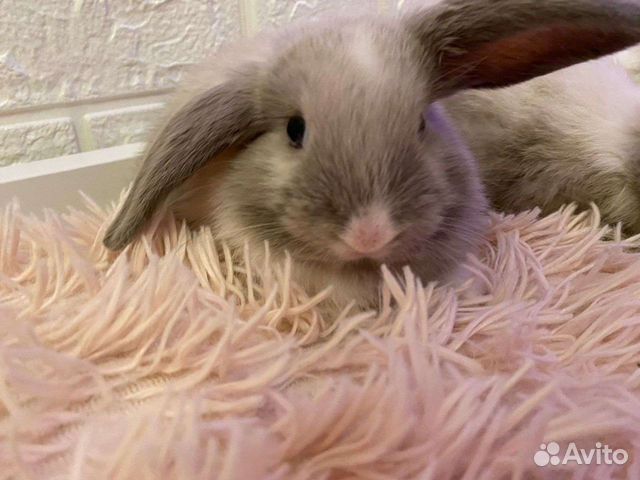 Крольчата вислоушки