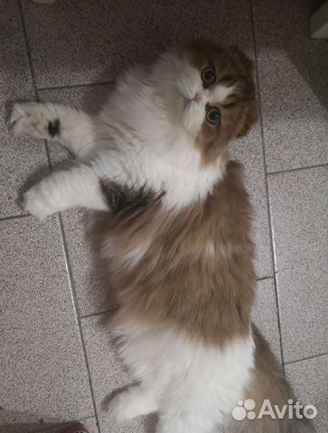 Котик Хайленд Фолд на вязку