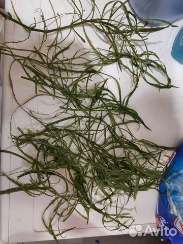 Растения прополка