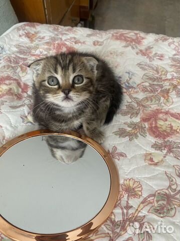 Вислоухий шотландский котенок