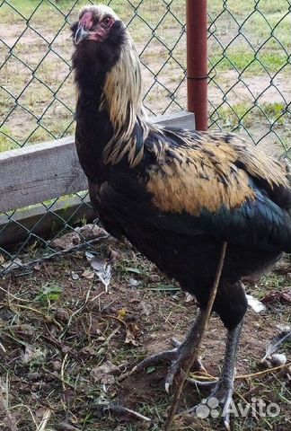 Петух гергебильский (гилянский)