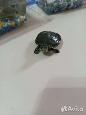 Красноухие черепахи маленькие