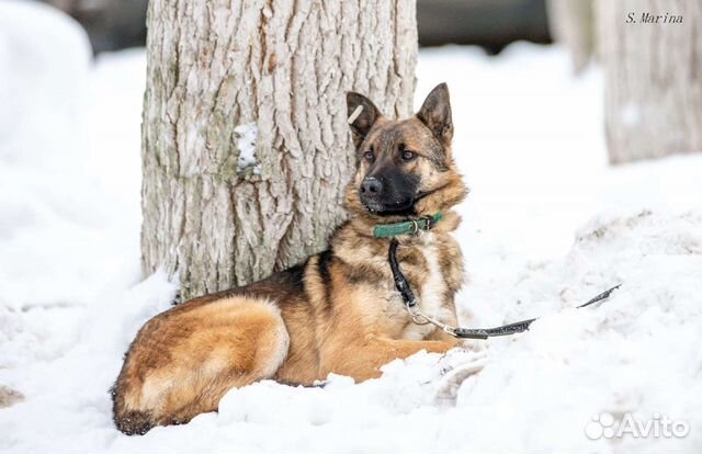 Собака в добрые руки