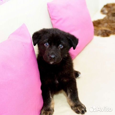 Глазастый щеночек в добрые ручки