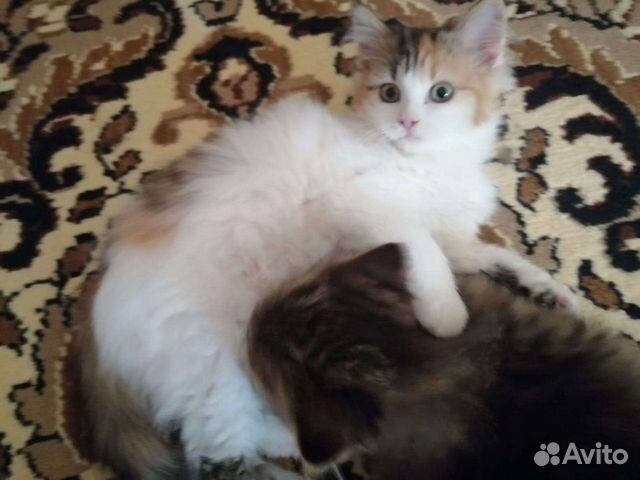 Британские котята