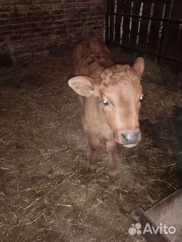 Телята(бычки) и баран