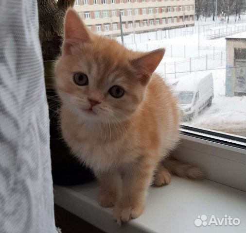 Британские котята