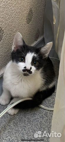 Котенок девочка 3х мес чаплин