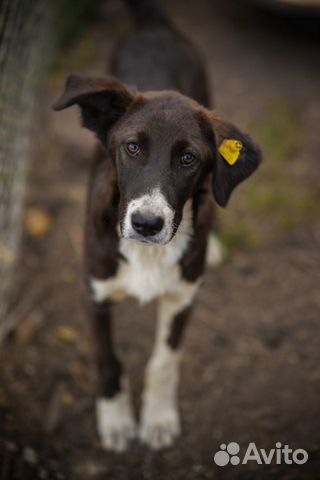 Умный щенок подросток в добрые руки