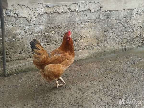 Куры несушки