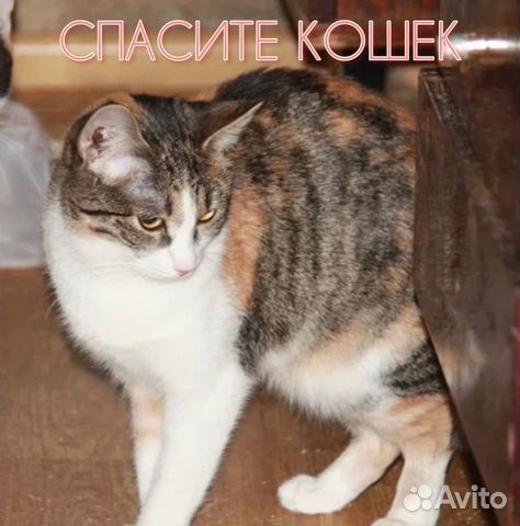 Кошка ищет дом, умерла хозяйка