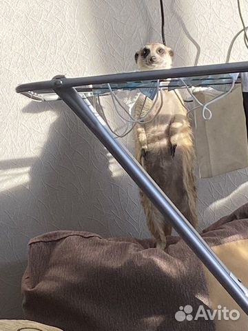 Сурикат вязка