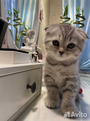 Котенок вислоухая британка