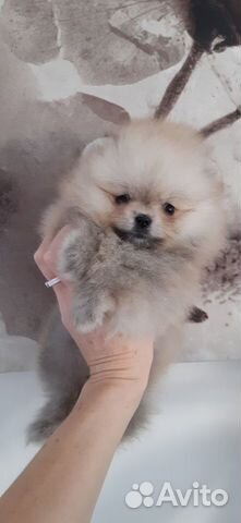 Мини девочка Померанского шпица