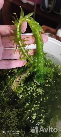 Прополка растений из аквариума