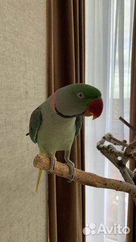 Александрийский попугай