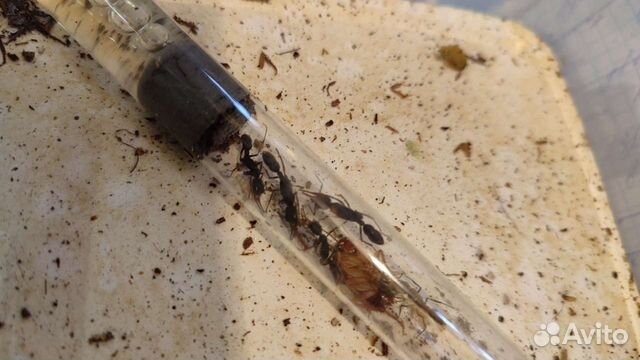 Муравьи Harpegnators Venator