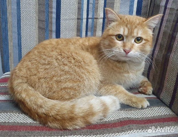 Котик самый ласковый