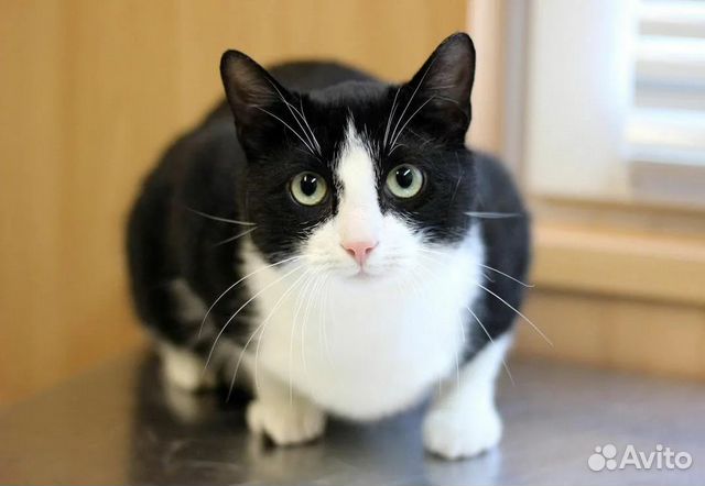 Отдадим кошек на время