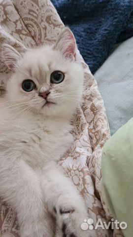 Британский котенок Мультик