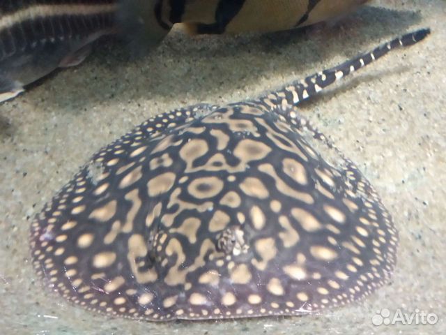 Скат
