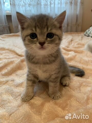 Шотландские прямоухие котята