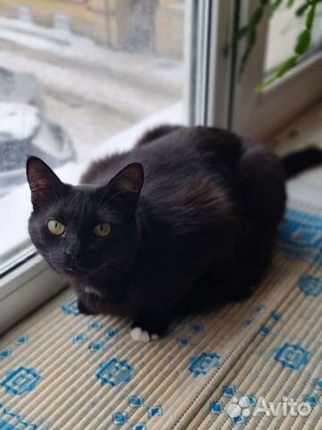 Кошечка Маруся