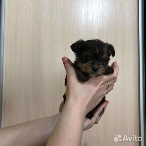 Йорики щенки