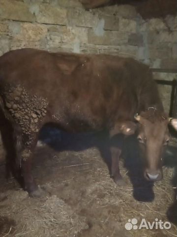 Телка стельная