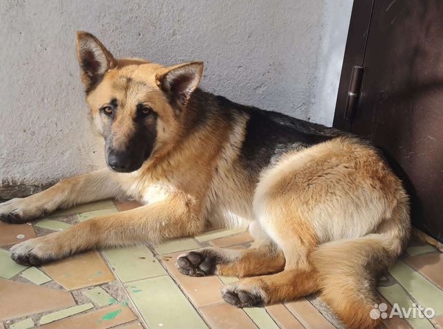 Немецкая овчарка