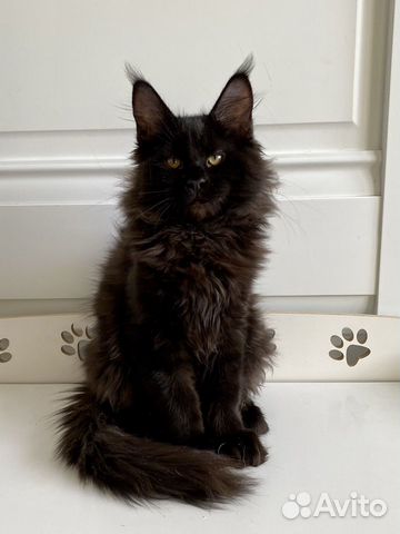 Малыши Черныши