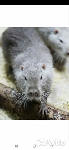 Нутрии серебро