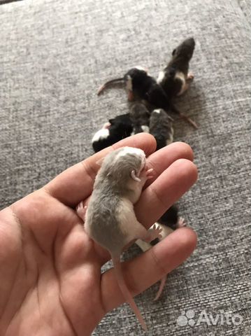 Декоративные крысята