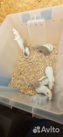 Декоративная крыса