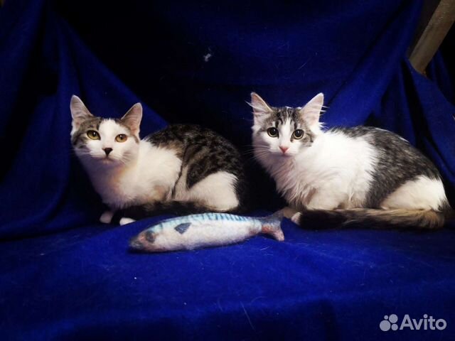 Котята и кошка в добрые руки