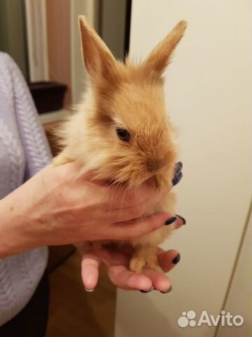 Карликовый лисий кролик