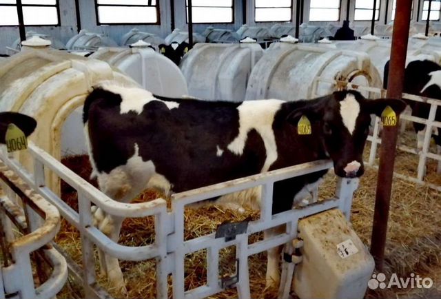 Телята бычки