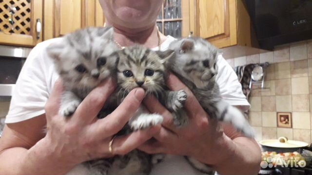 Шотландские котята