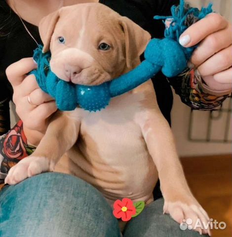 Щенки питбультерьера