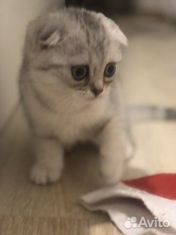 Шотландская вислоухая скотишь фолд
