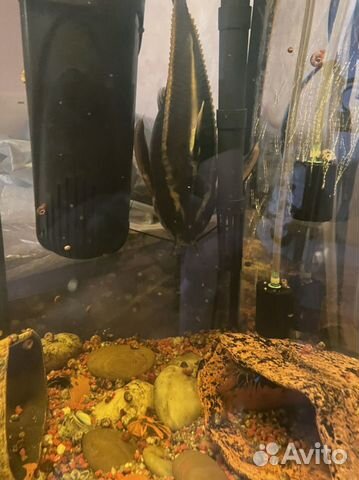 Аквариумные рыбки/сом бесплатно