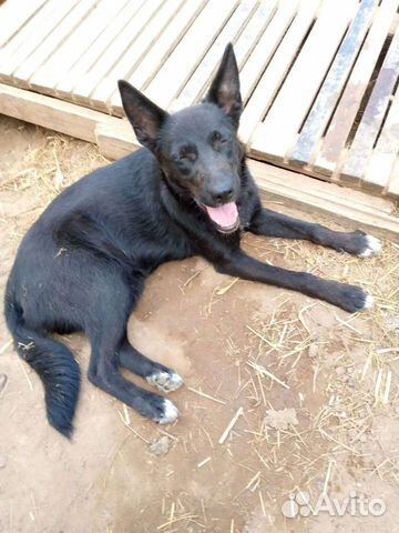 Собака.помогите найти