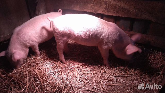 Продаются поросята. 1,5 месяца кабанчики и одна св