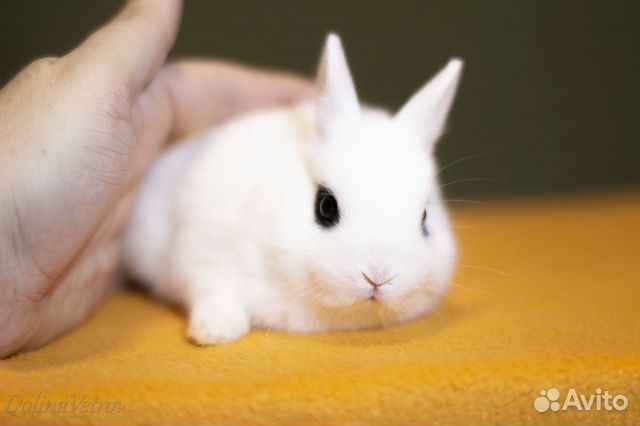 Крольчата хохоты от породных родителей