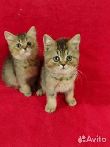 Британская